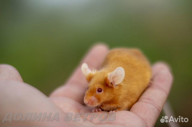 Сатиновая мышь фавн
