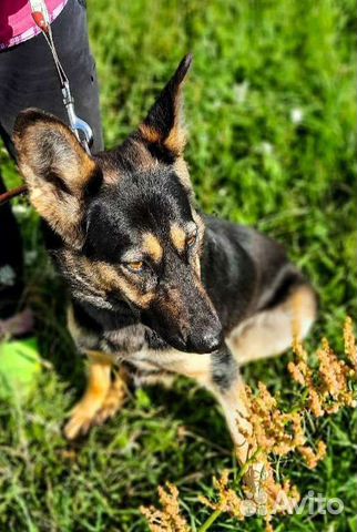 Собака помесь овчарки имеет паспорт