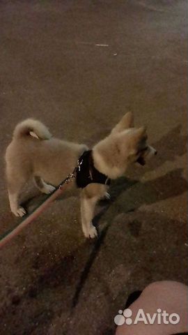 Мини хаски(помски)