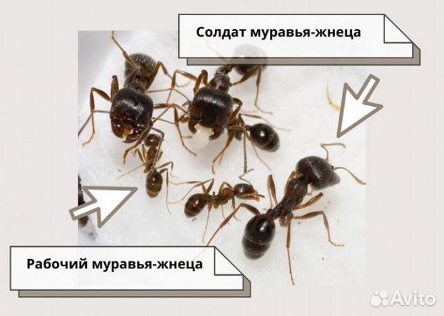 Муравьи оптом и в розницу + декор + корм