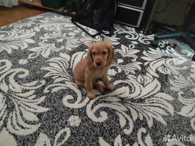 Английский кокер спаниель