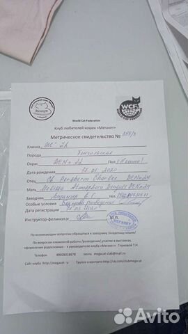 Отдадим кошку бенгальскую