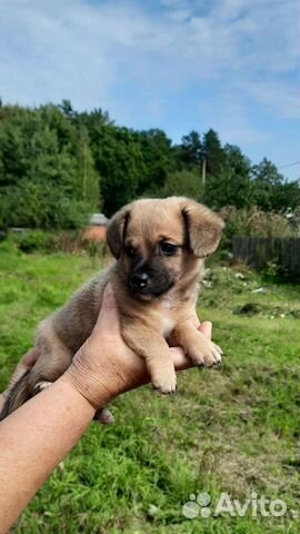 Щенок в добрые руки