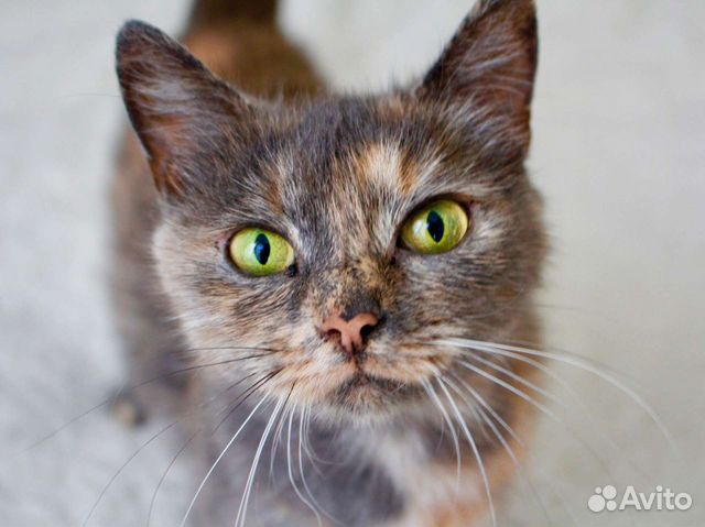 Идеальная Кошечка Мелисса Ищет Дом