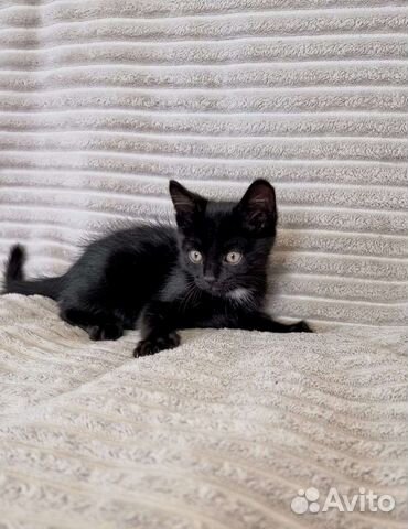 Котята в добрые руки приучены к лотку