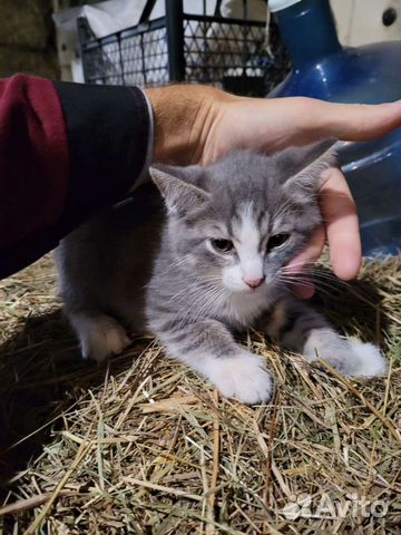 Британские котята + русские коты