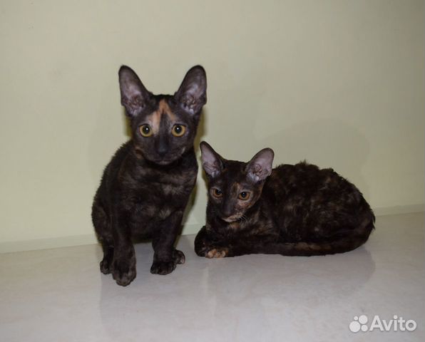 Корниш рекс кудрявые котята