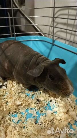 Морская свинка