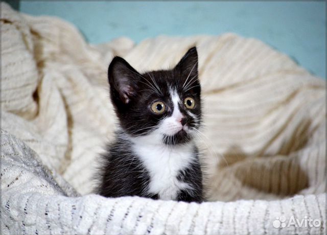 Пушистый комочек счастья - крошка Берта