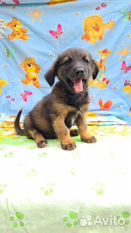 Витя-коротколапый щенок)