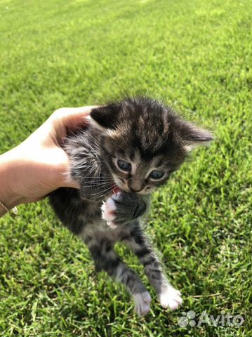 Котенок с приданым