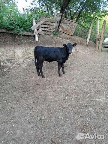 Абердин ангус телята