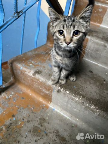 Котенок