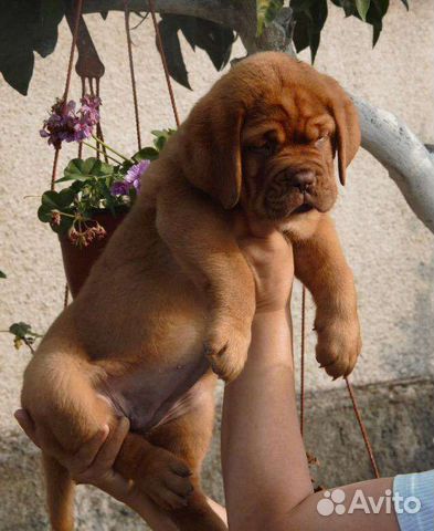 Бордоский дог с документами РКФ