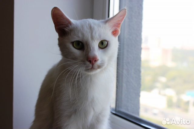Белый молодой котик