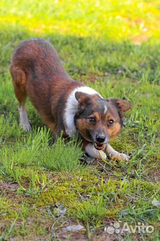 Маленькая собака в добрые руки