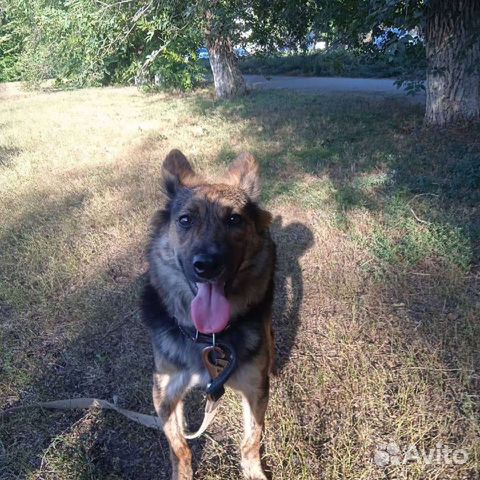 Отдадим в ответственные и добрые руки