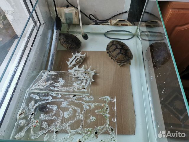 Водные черепахи (мускусная и килеватая)