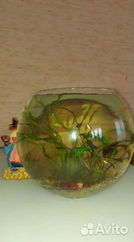 Аквариум с рыбками