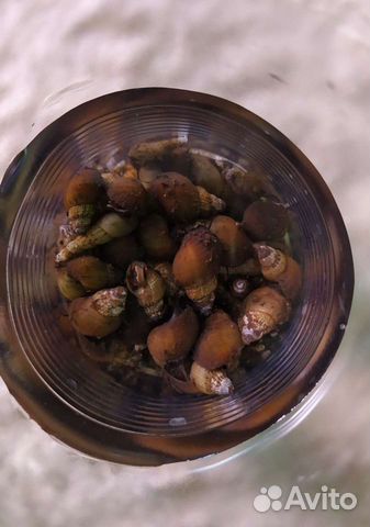 Улитки в аквариум Физы и Донные