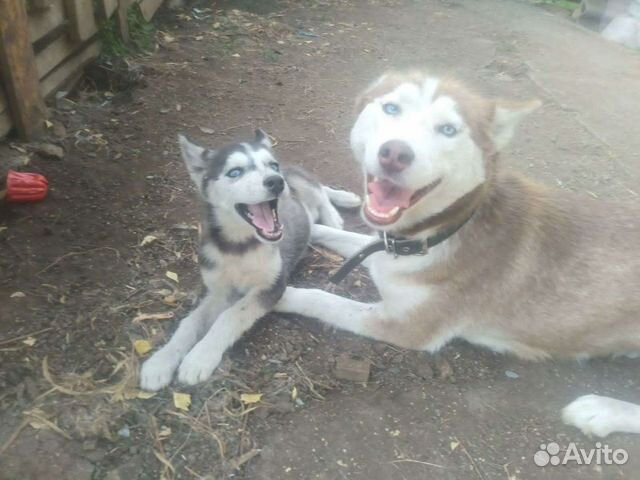 Сибирский хаски