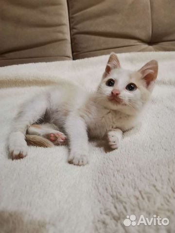Кошка