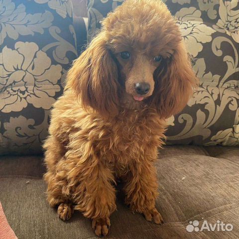 Той-пудель девочка РКФ