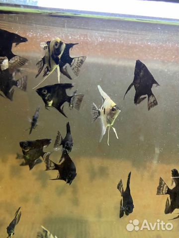 Аквариумные рыбки