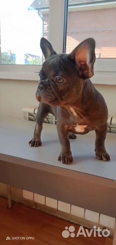 Девочка голубого окраса