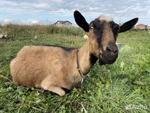 Козы продажа, обмен