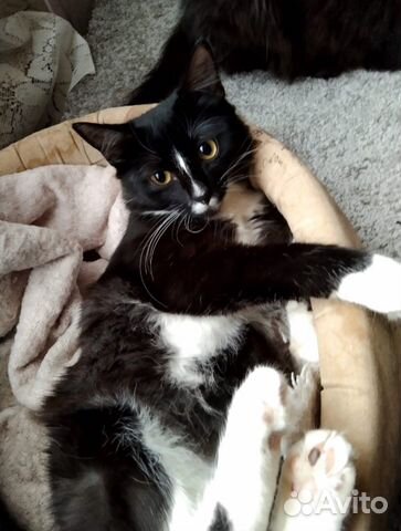 Кошки в добрые руки бесплатно