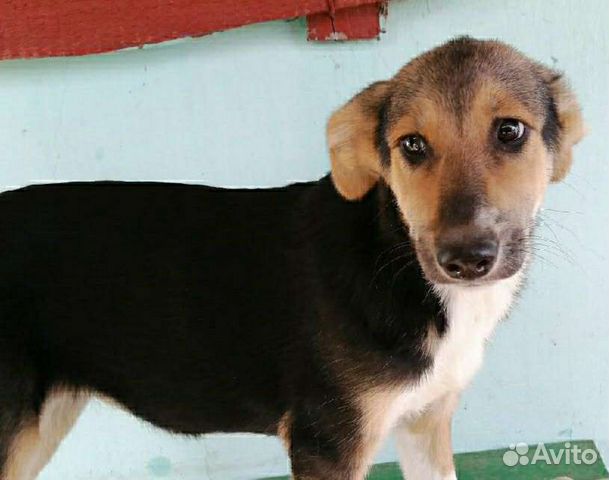 Щенуля 4 месяца