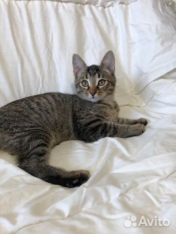 Котенок кошечка в добрые рукидар бесплатно