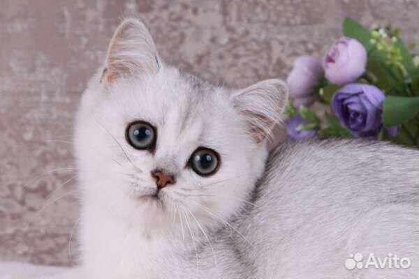 Британская шиншилла Диана