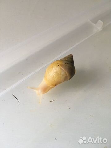 Улиточки-альбиносы