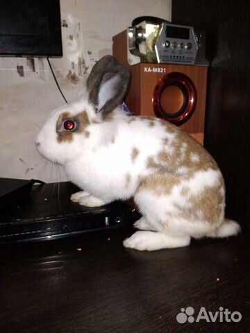 Декоративные кролики