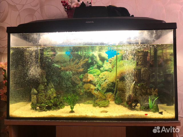 Аквариум с всем содержимым