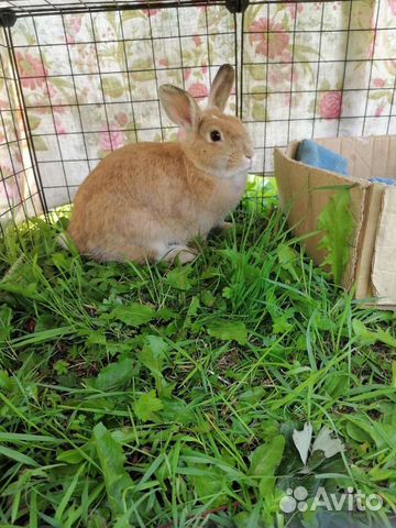 Крольчиха на случку