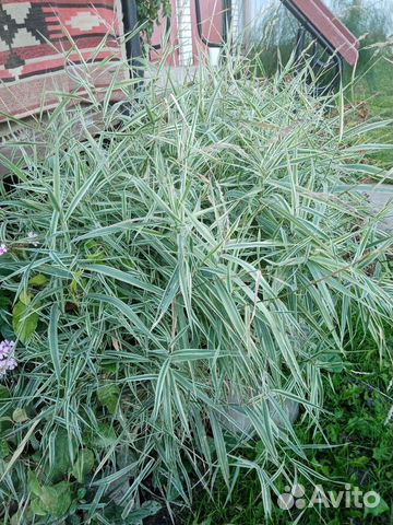 Канареечник тростникововидный