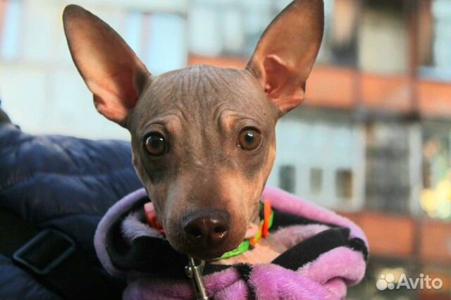 Шоколадный щенок Агт