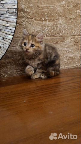 Котенок девочка 1месяц и 3недели