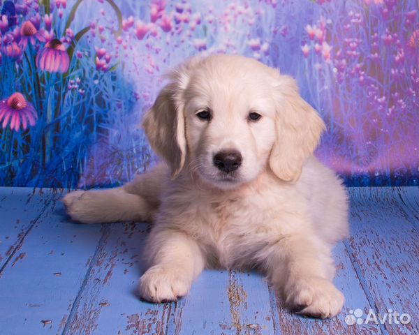 Щенки голден ретривера с документами РКФ