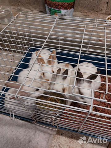 Отдам кроликов