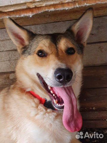 Персик очень красивый и нежный мальчик