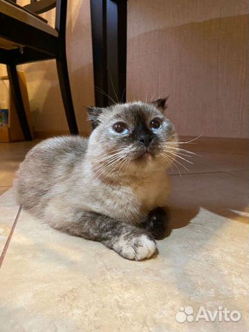 Кошки в добрые руки