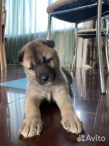 Щенок американской акиты