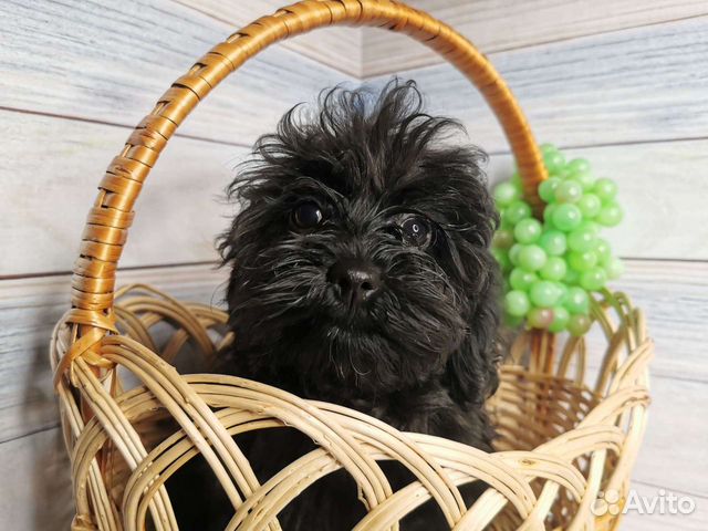 Йоркширский терьер мини