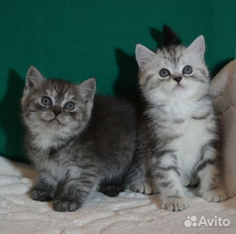 Мальчики британчики