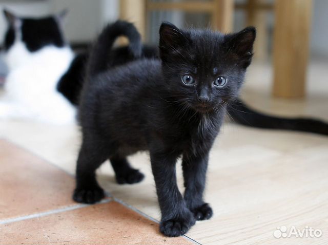 Черный котенок