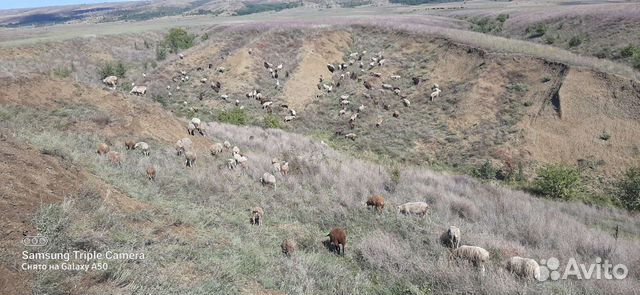 Домашние животные